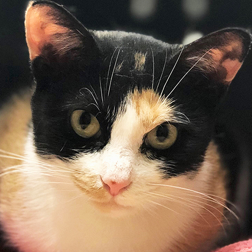 Worth the Wait: Cinnabun’s Story